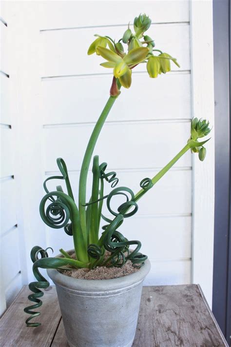How To Grow And Care For Albuca Spiralis Frizzle Sizzle Plant Artofit