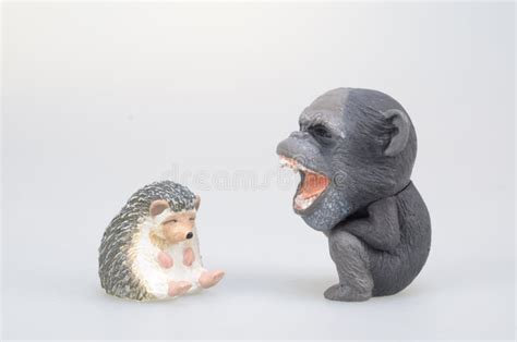 Cara De Simio Enojada Del Erizo Dormido Foto De Archivo Imagen De