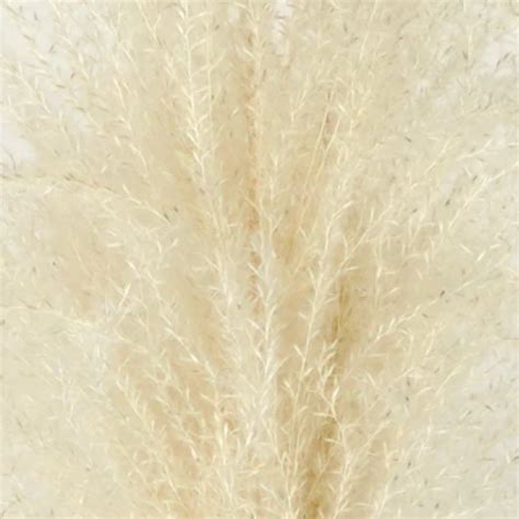 Dried Eulalia Grass Pampas — Plenty Flowers