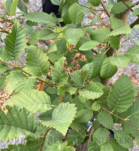 Alnus Rubra Urban Tree Farm Nursery