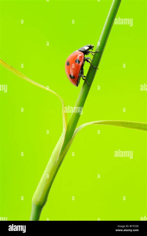 Seven Spot Ladybird Seven Spotted Ladybug Coccinella Septempunctata