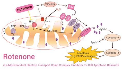 Rotenone Is A Mitochondrial Electron Transport Chain Complex I