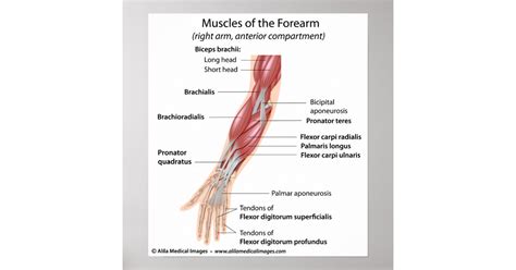 Diagram Of The Muscles In The Forearm Diagram Of Of Muscles And Bones