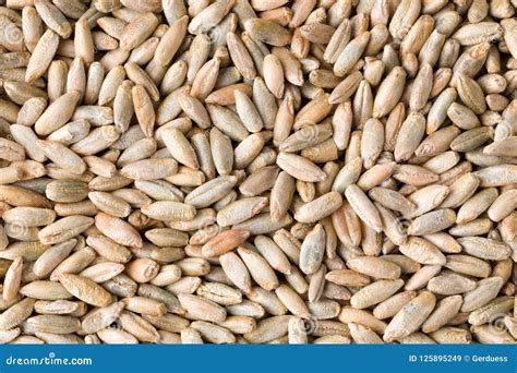 Rye Grain Seeds Close Up Pattern Background Top View Stock Image