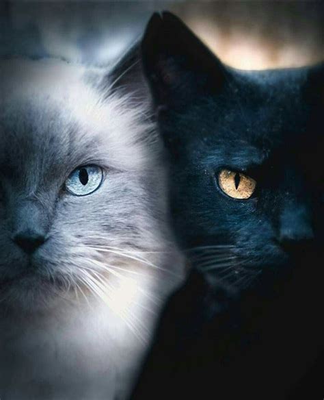 Super Cute Cat Pictures Bilder Bilder Und Sprüche