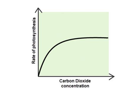 Interpret The Limiting Factors Of Photosynthesis Worksheet Edplace