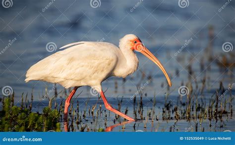 American White Ibis Eudocimus Albus Everglades National Park Florida