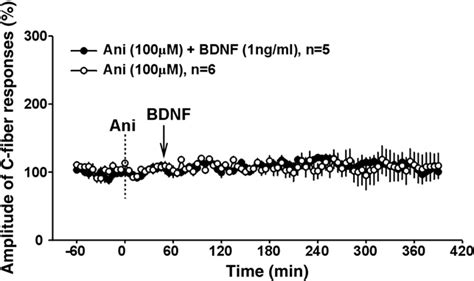 Inhibition Of Protein Synthesis Prevents Bdnf Ltp Spinal Application Download Scientific