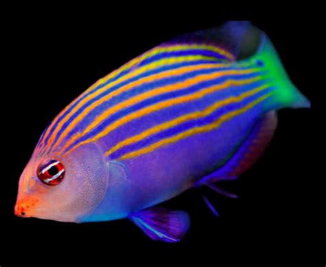 Six Line Wrasse Pseudocheilinus Hexataenia Aquarays