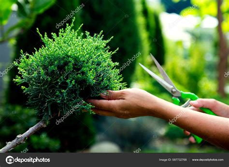 Close Woman S Hands Cutting Juniper Garden Pruning Evergreen Juniper