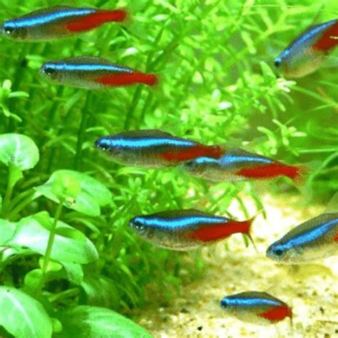 Glowlight Tetra And Neon Tetra