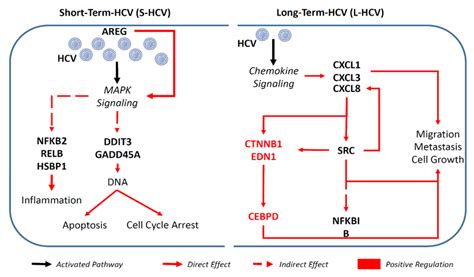 A Graphical Summary Illustrating How Intracellular Hcv—short Term Hcv