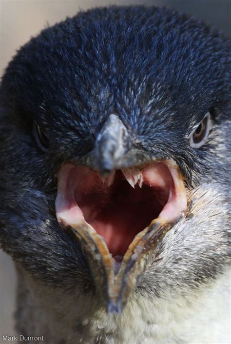 Penguin With Open Mouth And Sharp Teeth