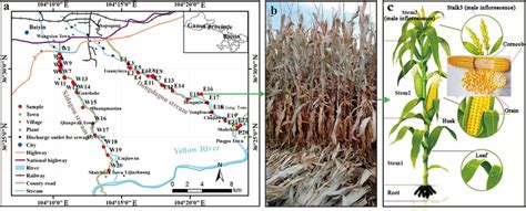The Spatial Distribution Map Of Corn Sample Sites From Dongdagou And