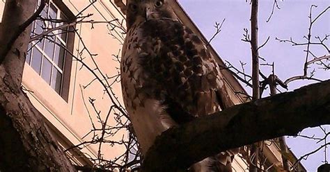 This Young Hawk Did Not Give A Fuck As I Walked Up To About 3 Feet