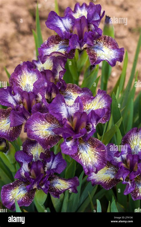 Standard Dwarf Bearded Iris Barbata Nana Iris Transcribe Purple