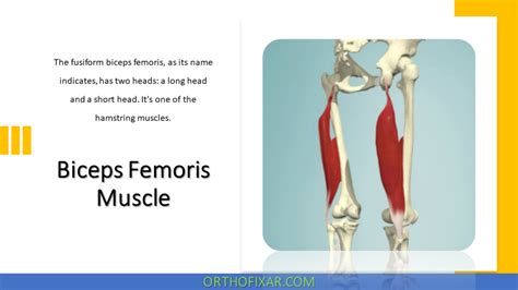 Sartorius Muscle Anatomy Function And Clinical Importance