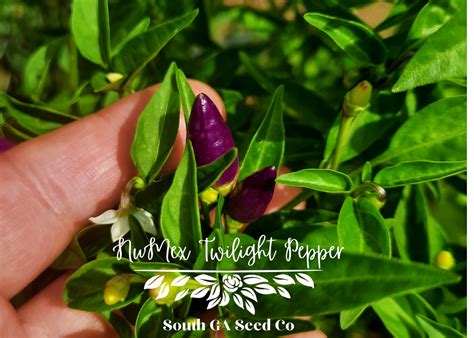 Numex Twilight Pepper Seeds