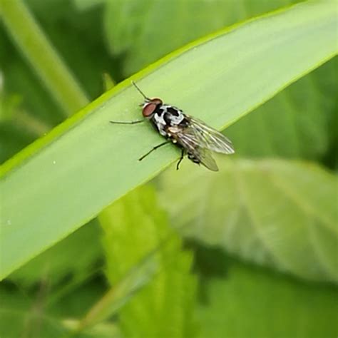 Photo Anthomyia Procellaris