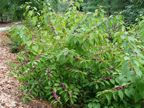 American Beautyberry Growing And Caring For This Fall Stunner Hgtv