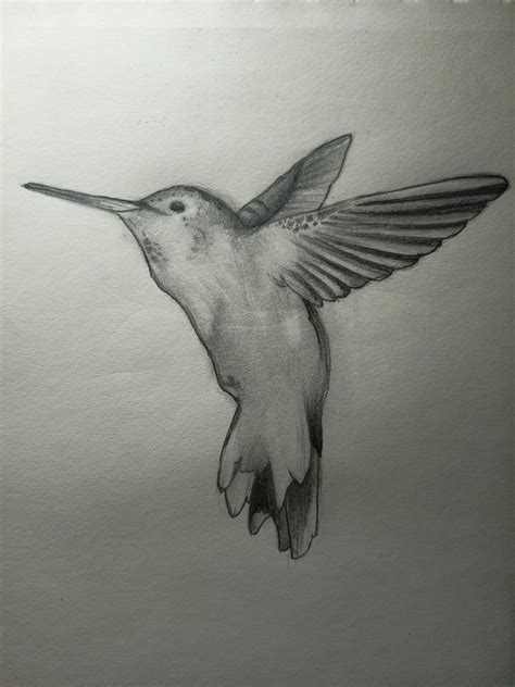 Colibrí Dibujo Bocetos A Lapiz Colibri Dibujo Bodegon Lapiz