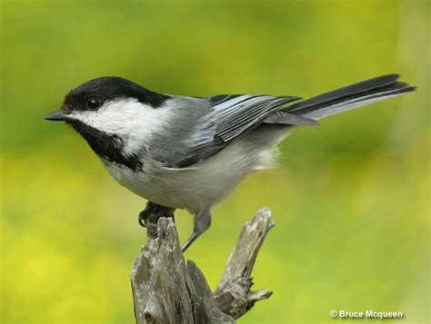 Get To Know The Official Massachusetts State Bird Chickadee