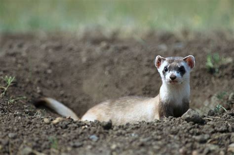Ways Captive Breeding Programs Are Rescuing The Black Footed Ferret