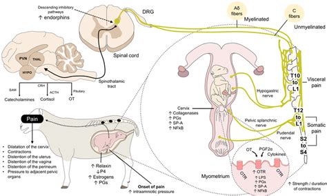 Neurobiology Of Pain During Parturition With The Onset Of Labor And
