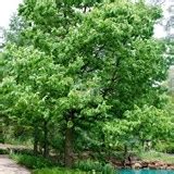 Celtis Occidentalis Micocoulier Occidental Common Hackberry Nos
