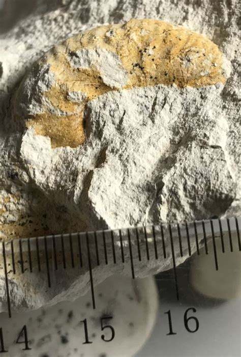 Scaphites Sp Semicostatus Member Collections The Fossil Forum