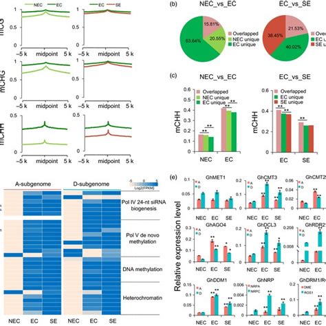 Active Rna‐directed Dna Methylation During The Tissue Culture And