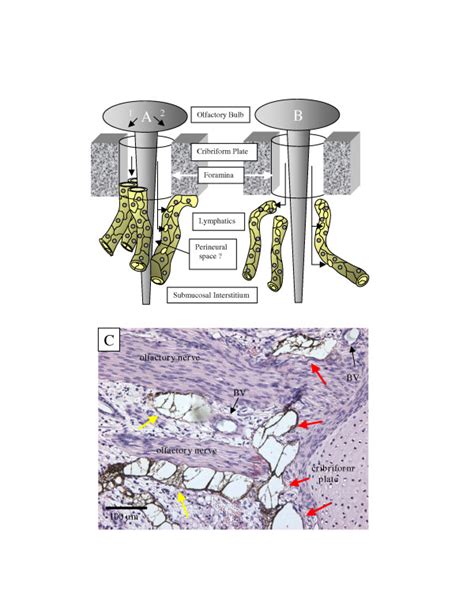 Anatomical Connections Between The Olfactory Nerve And Extracranial