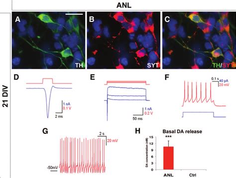 Functional Characterization Of Imr90 Human Induced Pluripotent Stem