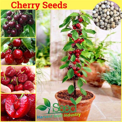 Easy To Grow Sweet Cherry Seeds For Planting 30 Seeds Per Pck Benih