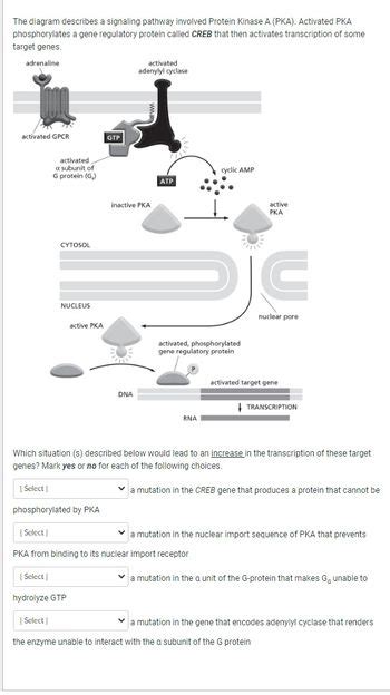 Answered The Diagram Describes A Signaling Pathway Involved Protein