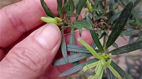 罗汉松春天怎样养护和修剪 罗汉松盆景 罗汉松基地 Youtube