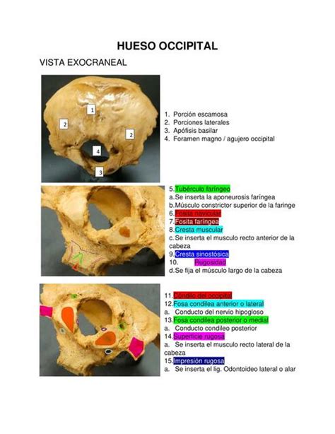 Hueso Occipital Sus Partes Caractersticas