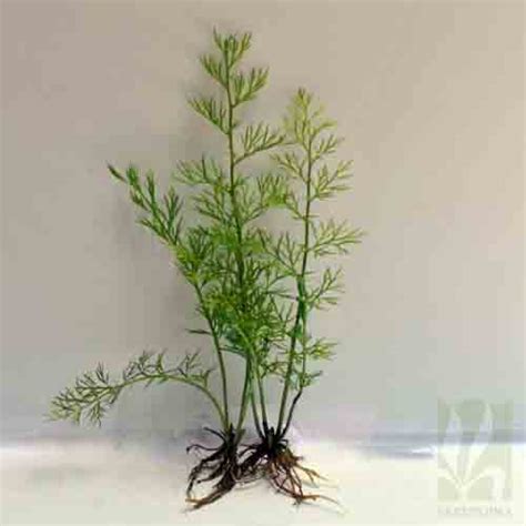 Ceratopteris Sp China Aquariums India