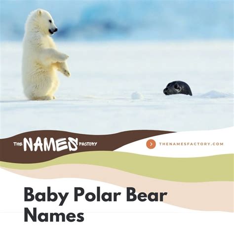 320 Best Polar Bear Names For Your Snowy Buddy
