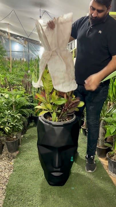 گیاه کروتن این گیاه آب زیاد میخوادو باید از همه طرف نور بخوره Crotons Plants گیاهآپارتمانی