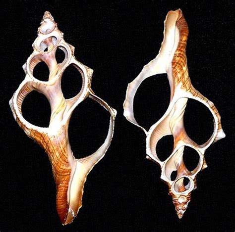 Fox Conch Shells Center Cut Sliced 4 12 5 1 Shell Etsy