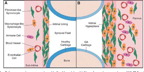 Figure 1 From A Functional Tissue Engineered Synovium Model To Study