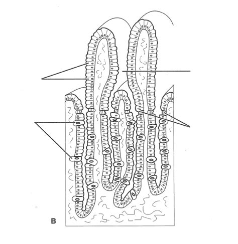 Cell Diagram Quizlet