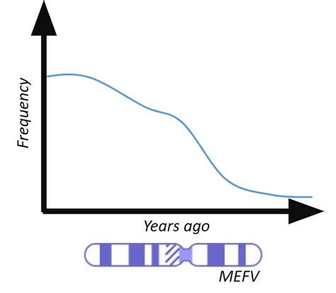 Selection Versus Drift In The Rise Of Deleterious Mutations The Case