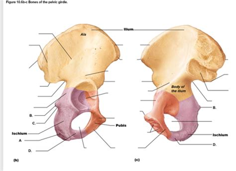 Lab Appendicular Ishium Diagram Quizlet