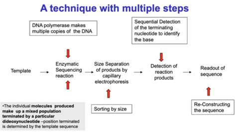 Dna Sequencing Dideoxy Chain Termination Flashcards Quizlet