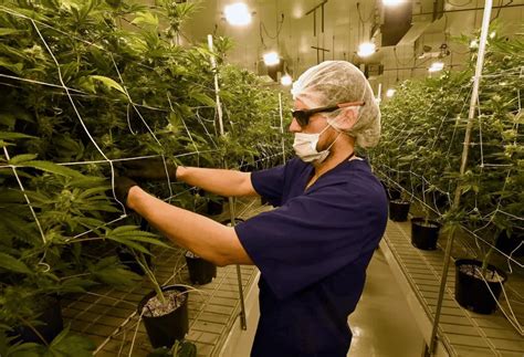 Why Cannabis Industry Workers Are The Happiest In America