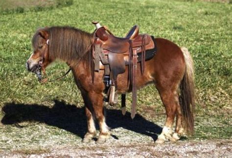 Mini Mare 5 Years Old Live And Online Auctions On