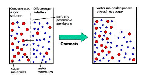 Similarities Between Diffusion And Osmosis KnowsWhy Com
