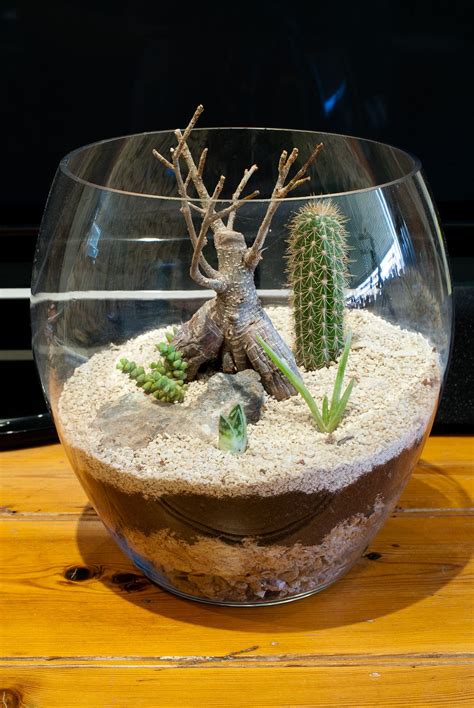 Cactus Terrarium Plants